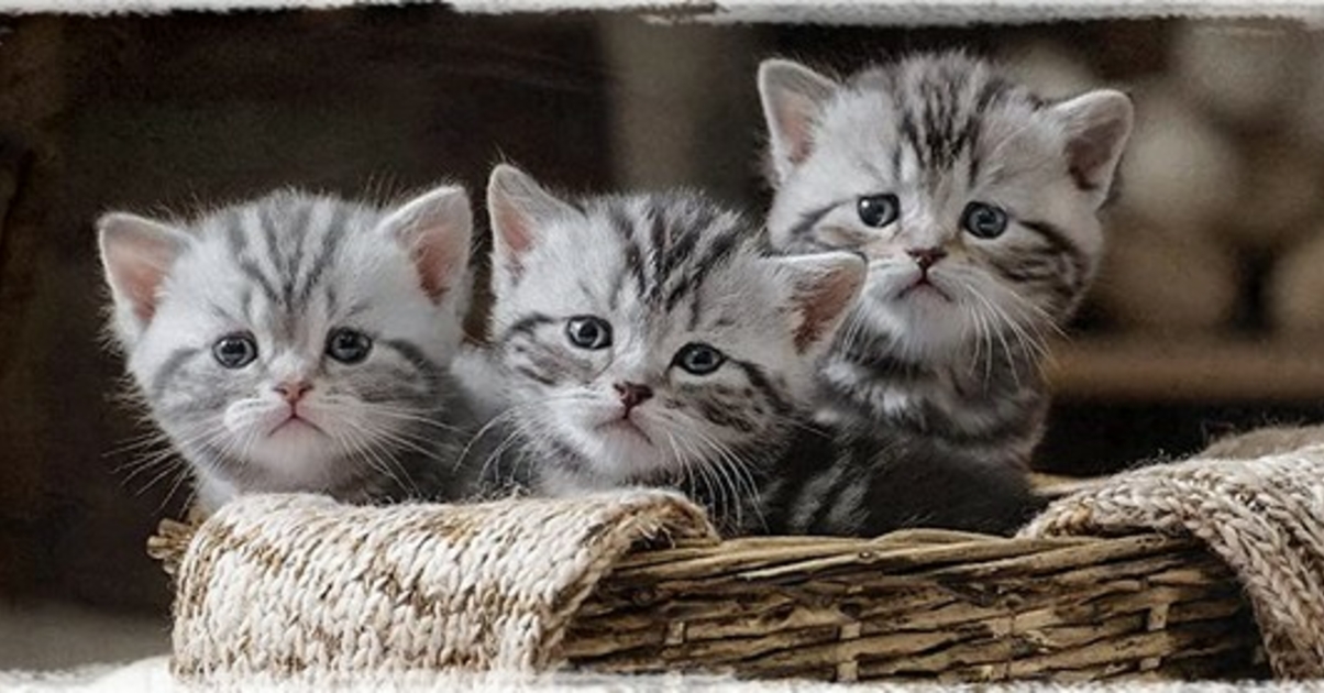 Une vie de chaton - Petits Compagnons