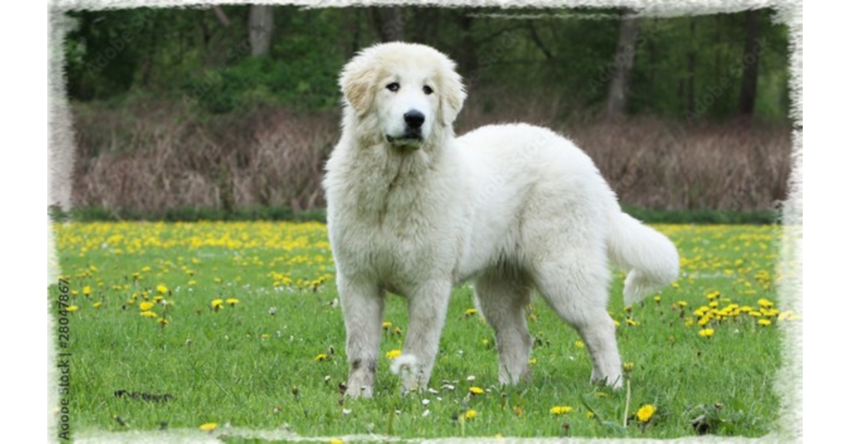 Fiche race : Chien de montagne des Pyrénées, le Patou - Petits Compagnons
