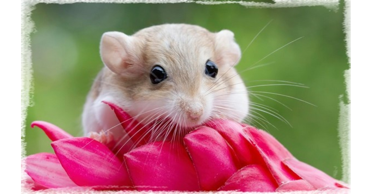 Tout savoir sur la gerbille - Petits Compagnons