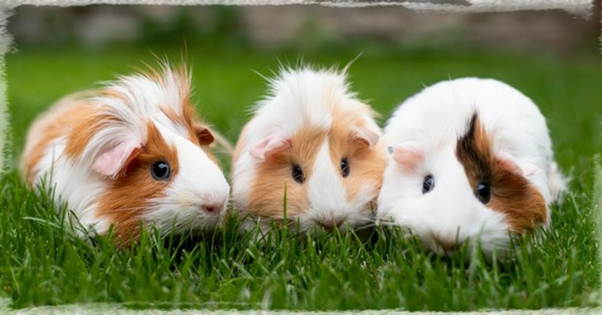 4 magnifiques races de cochon d’inde - Petits Compagnons