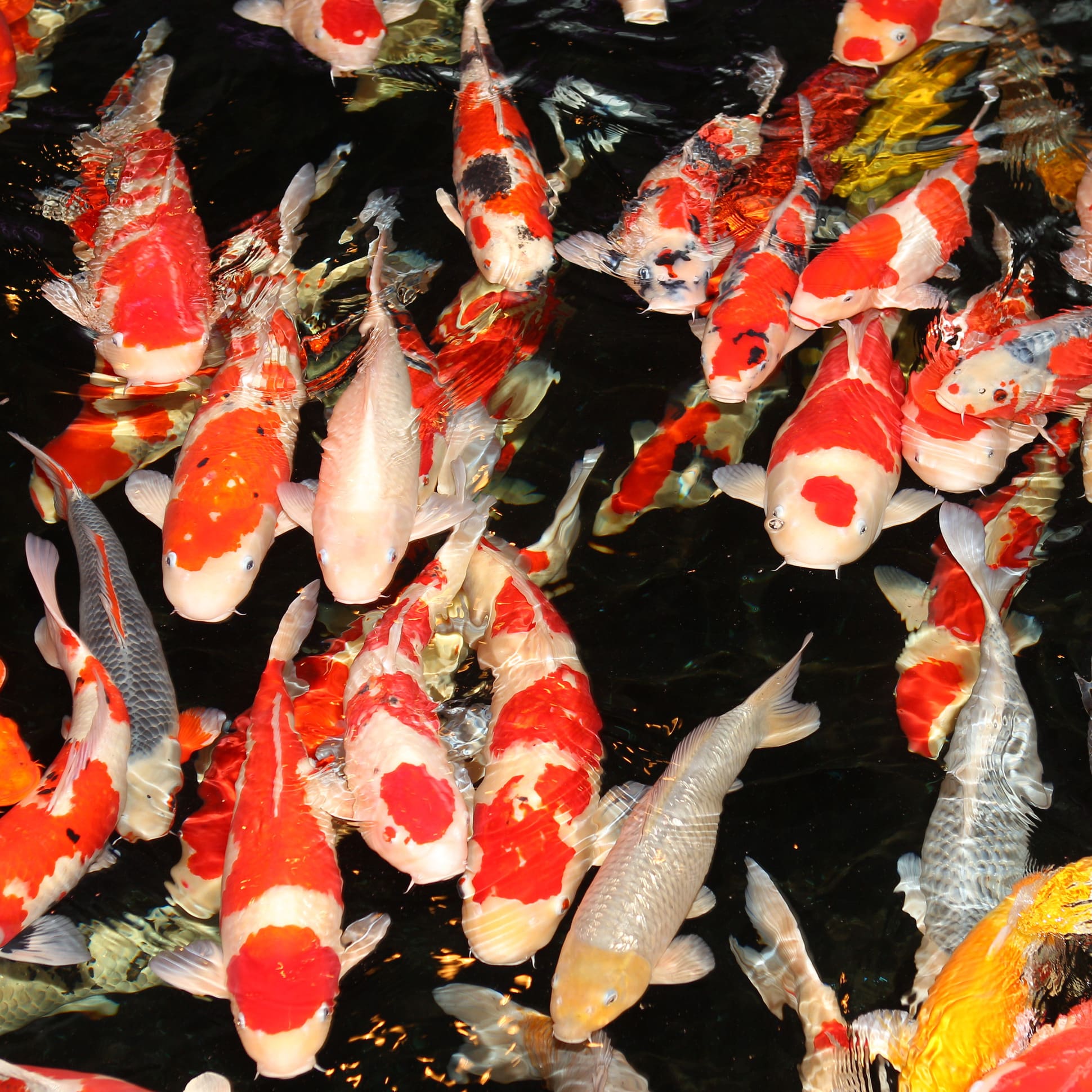 JBL ProPond Staple M 11 Kg nourriture granulés toutes saisons pour ...