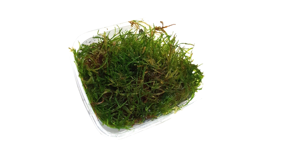 Mousse de Java Taxiphyllum barbieri plante d'aquarium en barquette de ...