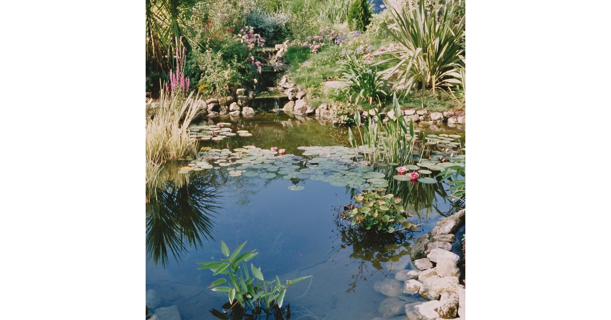 Eau verte et autres algues en bassin : Que faire pour les éliminer ...