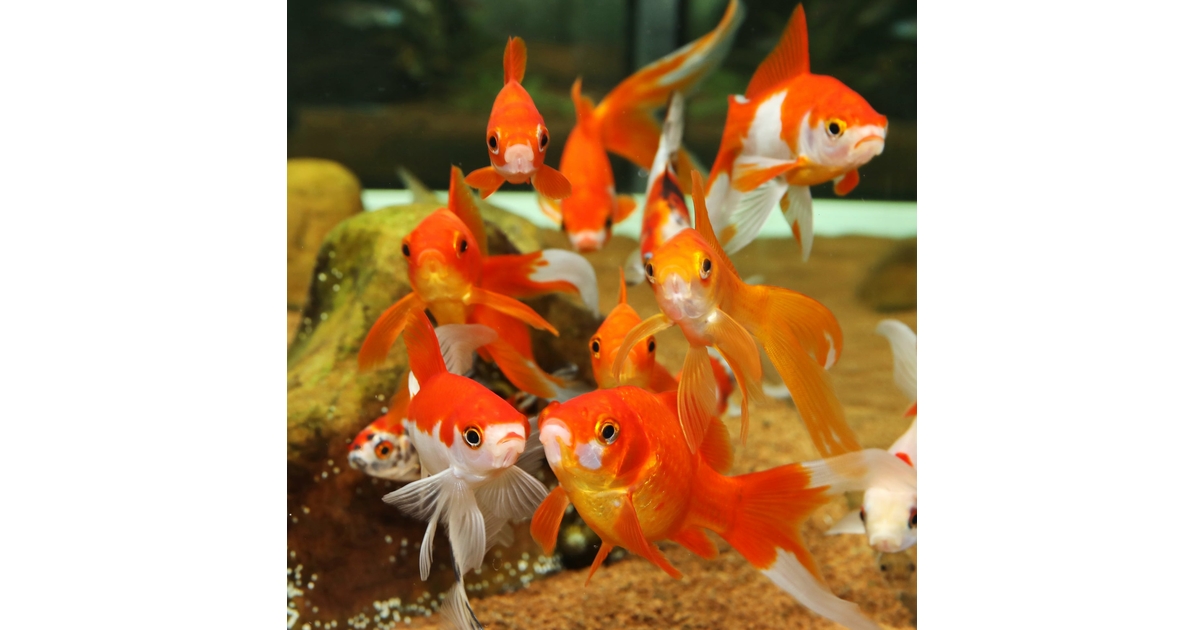 Poisson Rouge : aquarium, besoins, nourriture, maladies - Guide complet ...