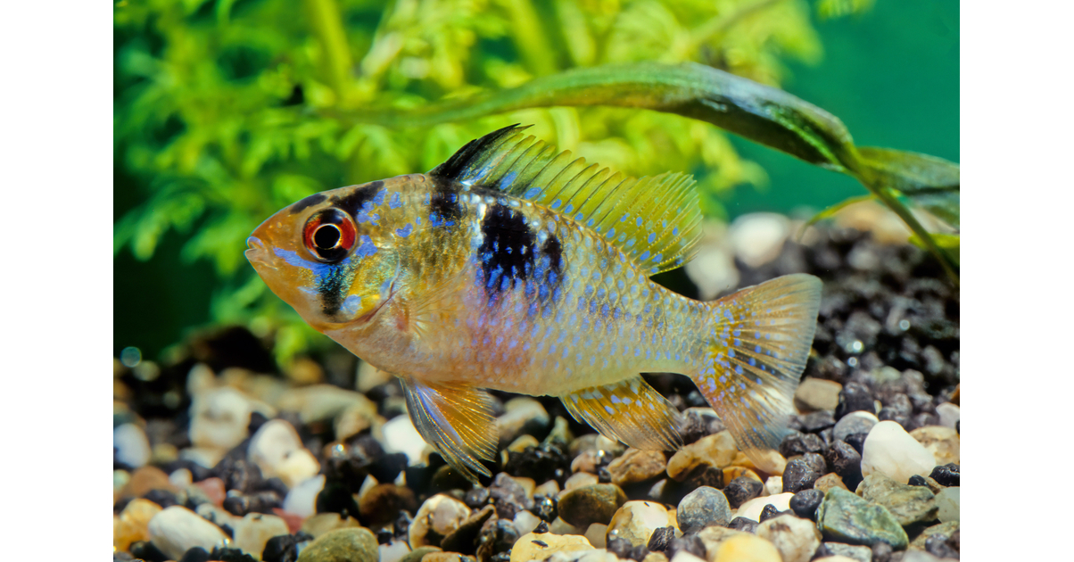 Ramirezi (Mikrogeophagus ramirezi) - Guide complet sur ce poisson d ...