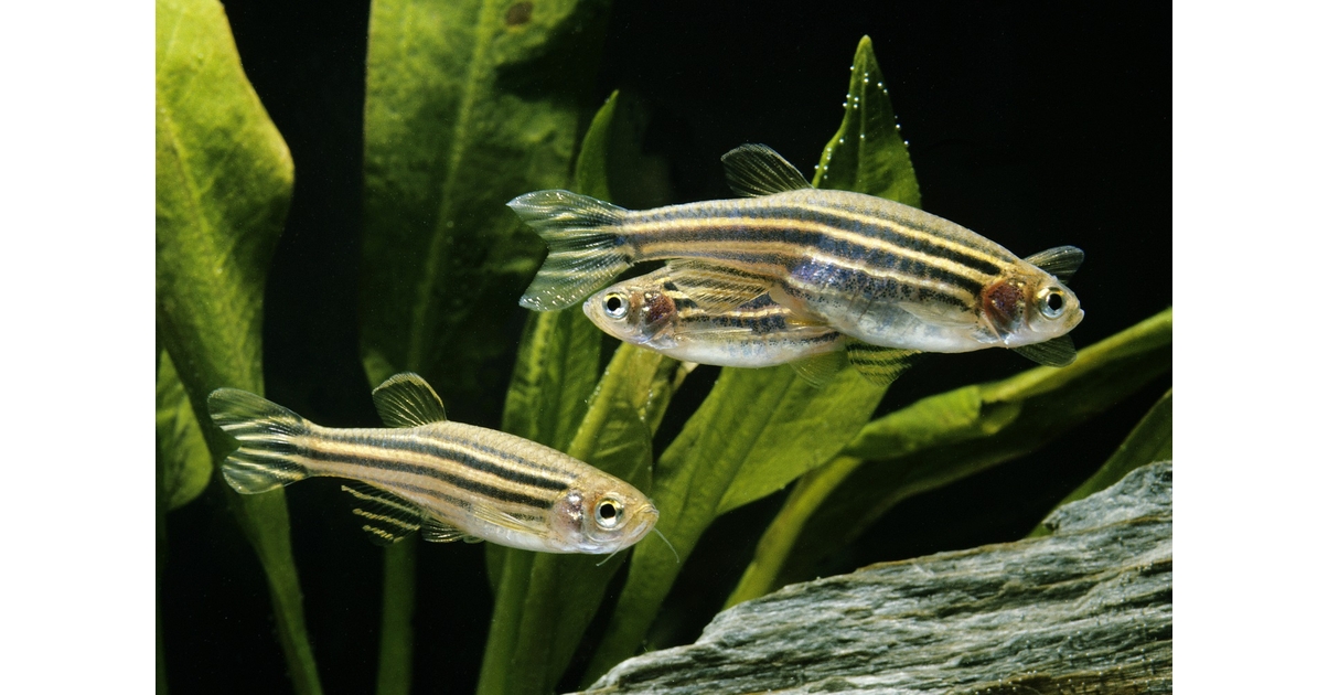 Poisson-Zèbre (Danio rerio) : guide complet sur ce poisson d'aquarium ...