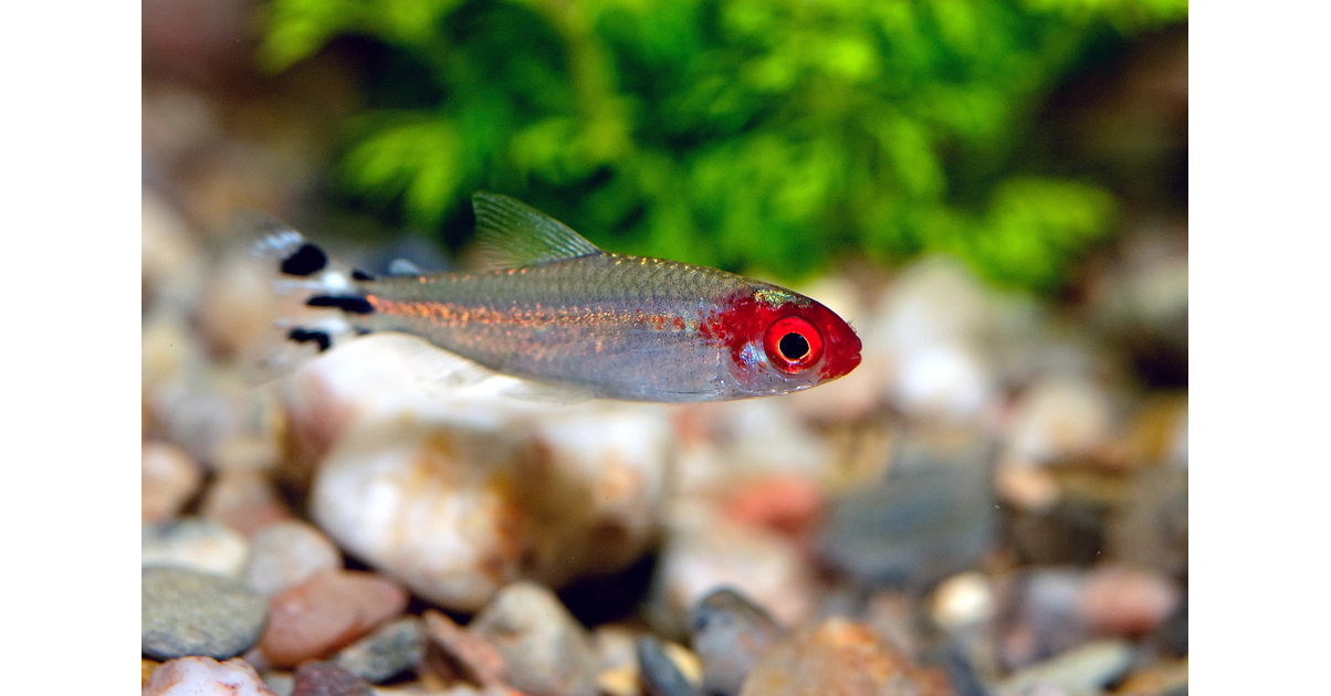 Nez Rouge (Hemigrammus bleheri) - Guide complet sur ce poisson d ...