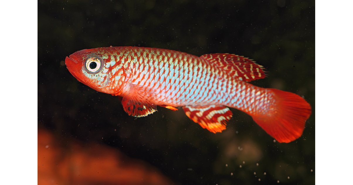 Killies : Guide complet sur la maintenance de ces poissons en aquarium ...