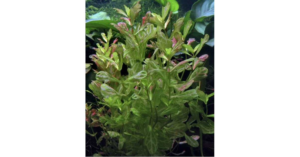 Trichocoronis Variegata Plante d'aquarium en pot de diamètre 5cm ...