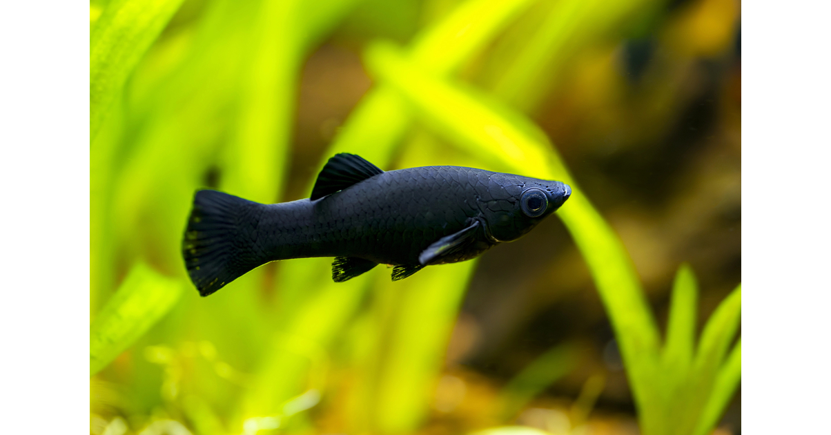 Molly (Poecilia sphenops) - Guide complet sur ce poisson d'aquarium ...