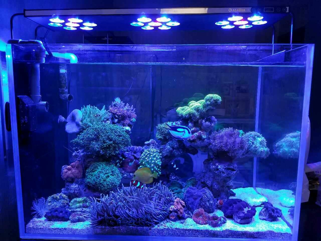 ASAQUA Max 90 V2 rampe à LEDs haute puissance pour aquariums d’eau douce et d’eau de mer ...
