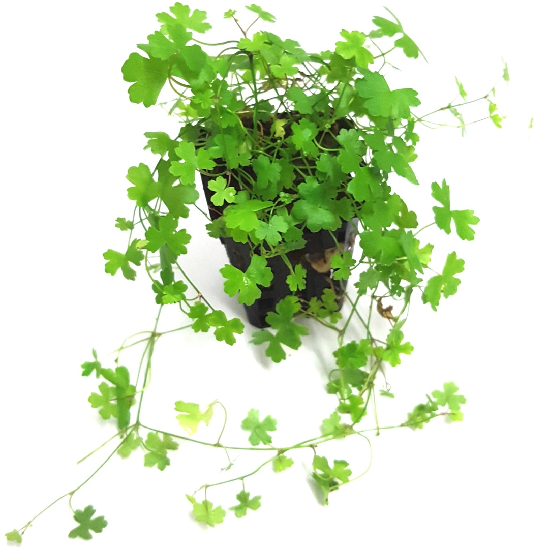 Hydrocotyle Tripartita Sp. Japan plante d'aquarium en pot de diamètre 5 ...