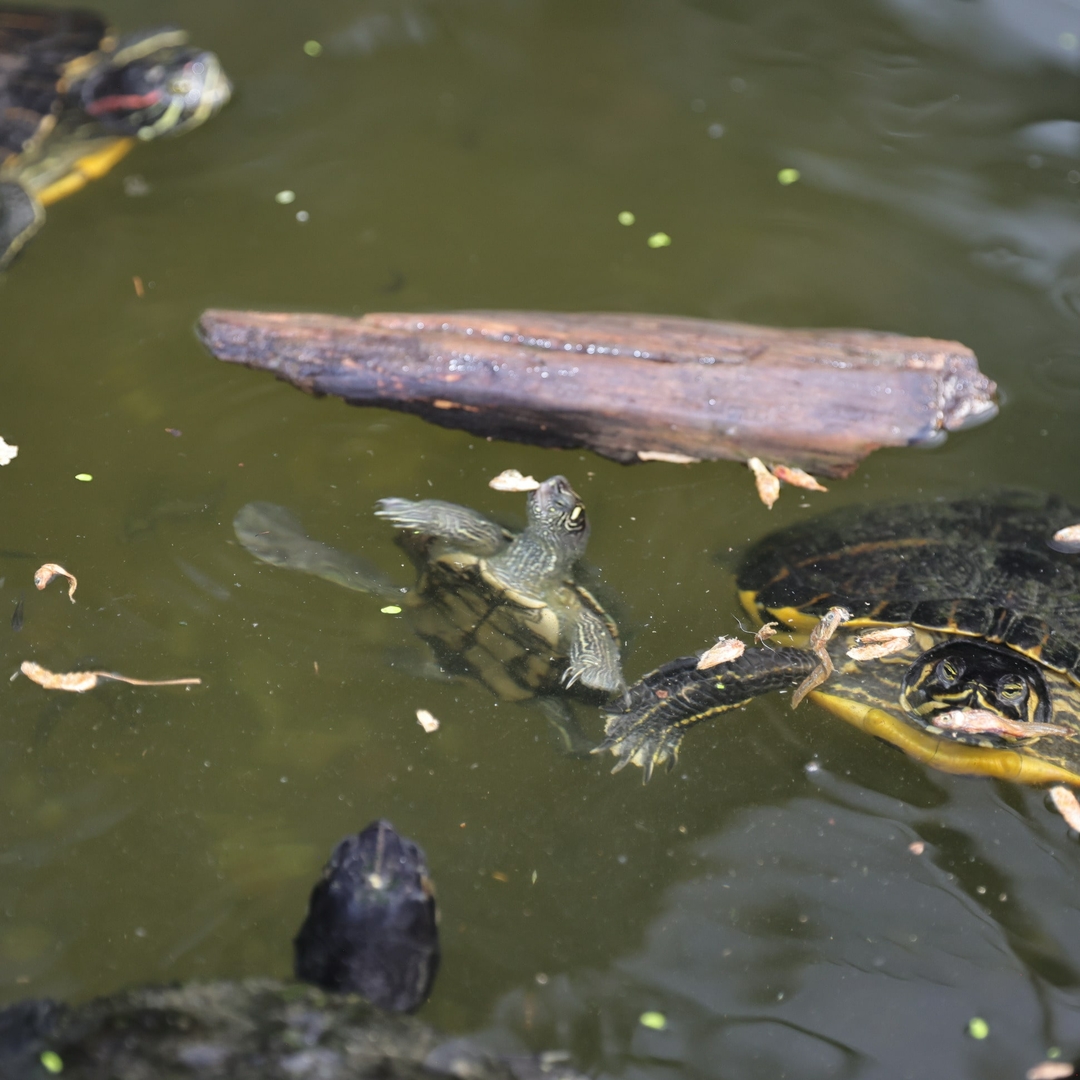 JBL ProTerra Pescarus 2,5 L friandises à base de poissons entiers et de ...