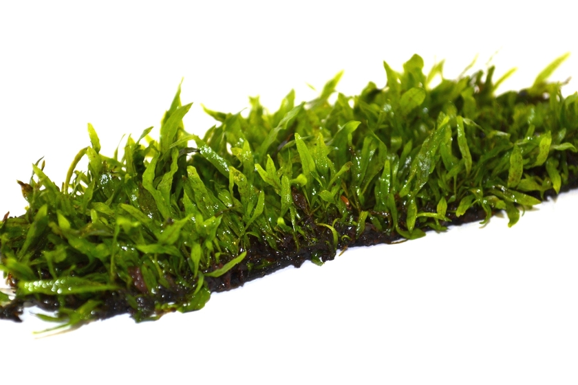 Tapis planté Epaqmat Microsorum Minor Dimension du tapis 16,5cm x 13cm ...