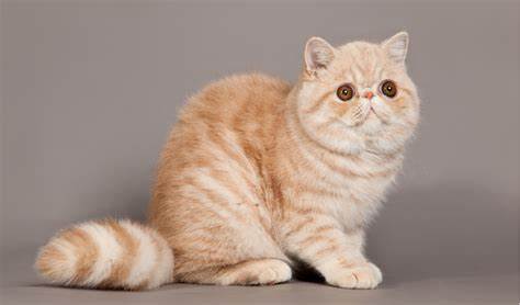 L'Exotic Shorthair - Les races - au-chat-heureux
