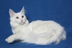 L'Angora Turc - Les races - au-chat-heureux