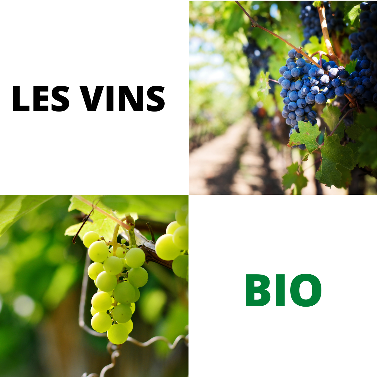 Les vins bio - Vins en agriculture biologique - Vinalia