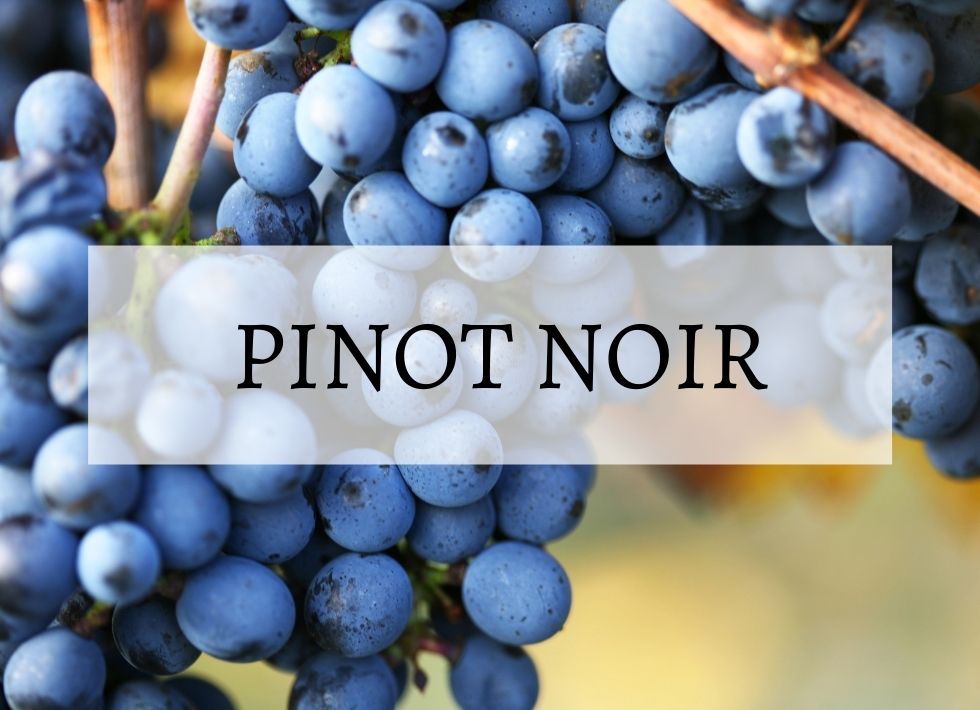 Vins de cépage - Vinalia - vins classés par cépage