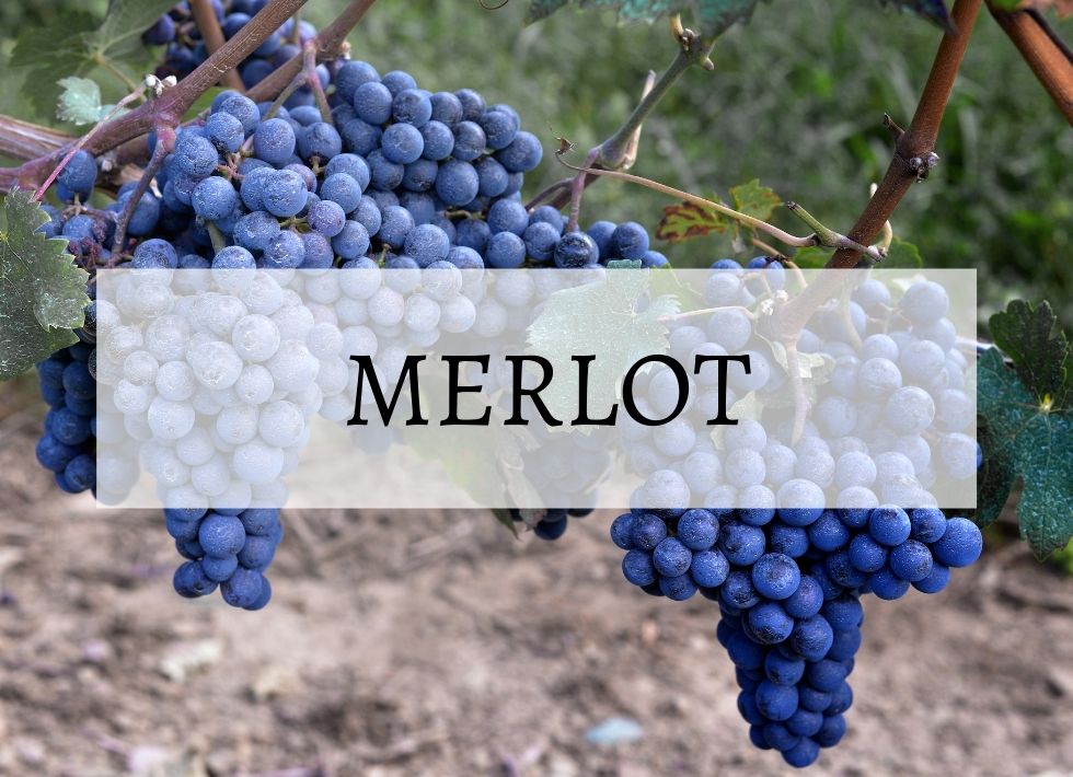 Vins de cépage - Vinalia - vins classés par cépage