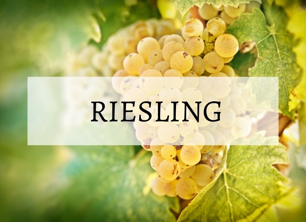 cépage viognier - Vinalia - achat vin viognier meilleur prix