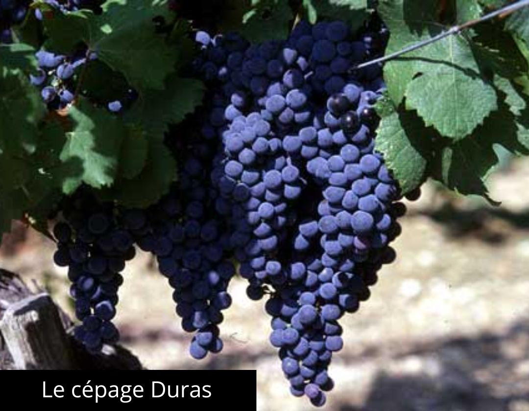 Domaine Vignereuse - les vins de Marina Leys - Vinalia