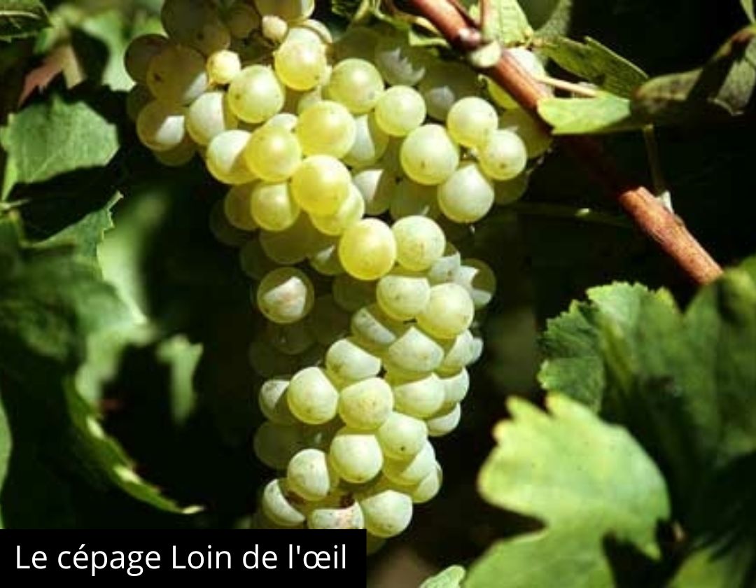 Domaine Vignereuse - les vins de Marina Leys - Vinalia