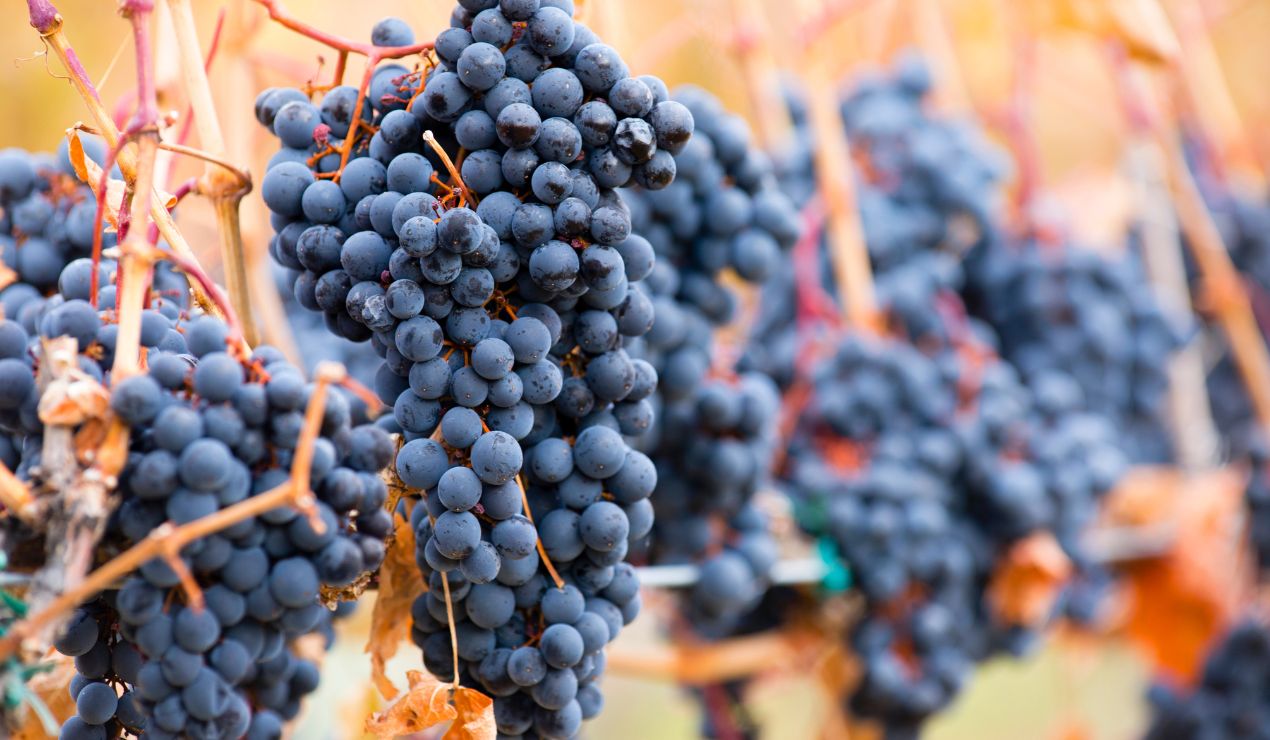 Vins de cépage - Vinalia - achat vins syrah et grenache