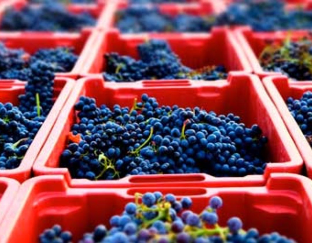 Les rosé bio - Vinalia