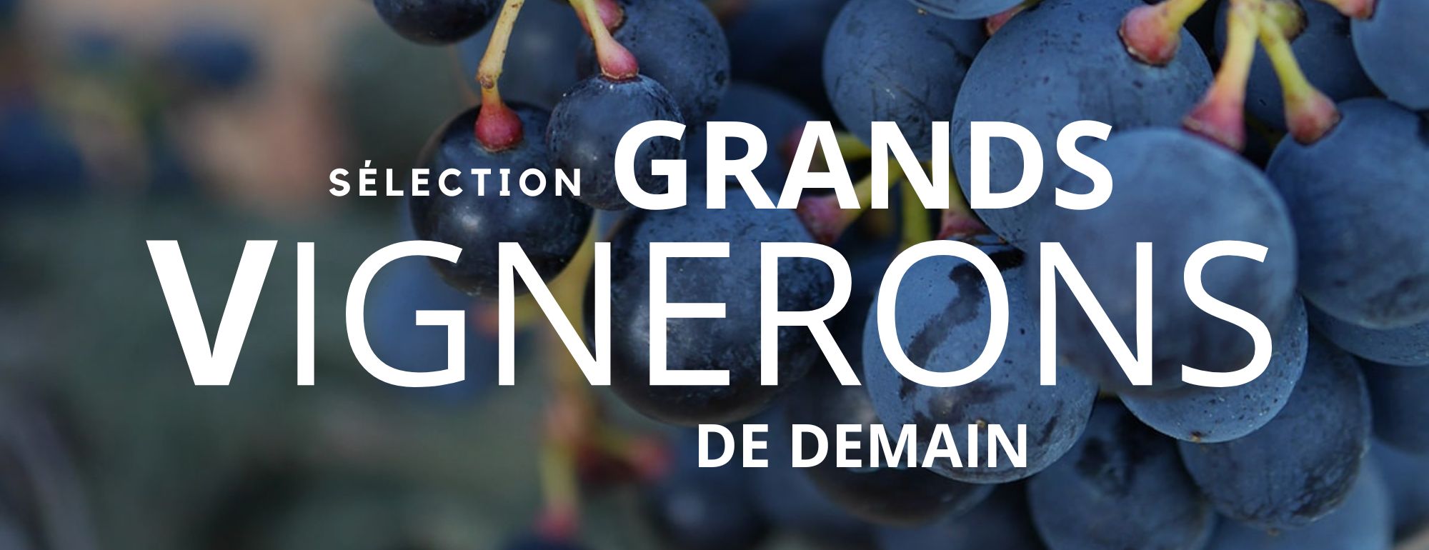 Vinalia - Vous allez aimer l'achat de vins sur internet