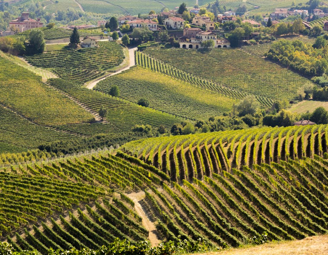 Les vins d'Italie : un voyage à travers les régions