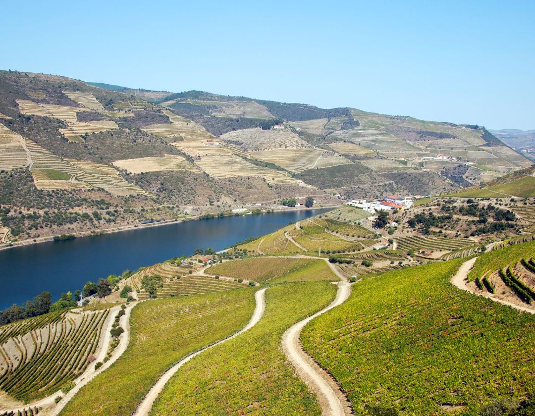 Explorer les différents types de vin de Porto - Un guide pour les ...