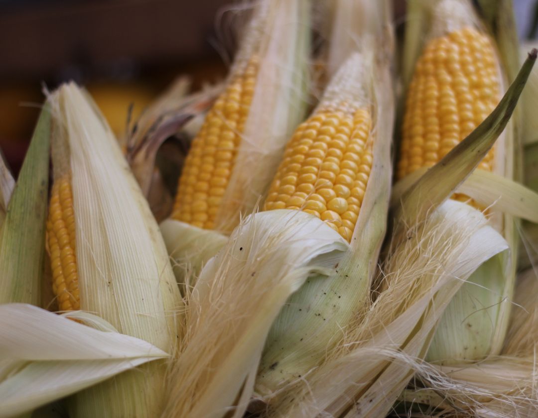 Le P&M Single Corn Bio : L'excellence Corse en whisky