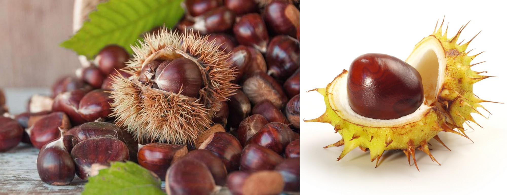 Qu'est-ce-que le marron d'inde ? - Bio-Danesse - gel relax