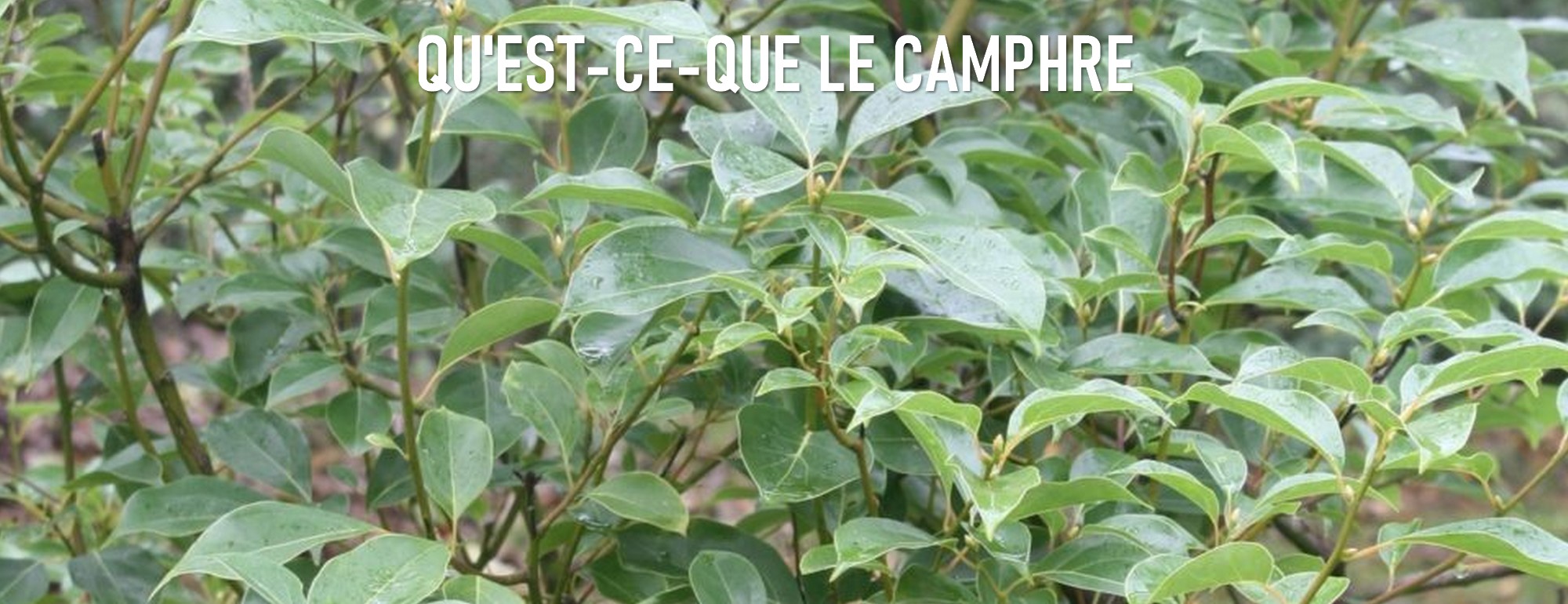 Qu'est-ce-que le Camphre ? - Bio-Danesse - gel relaxant