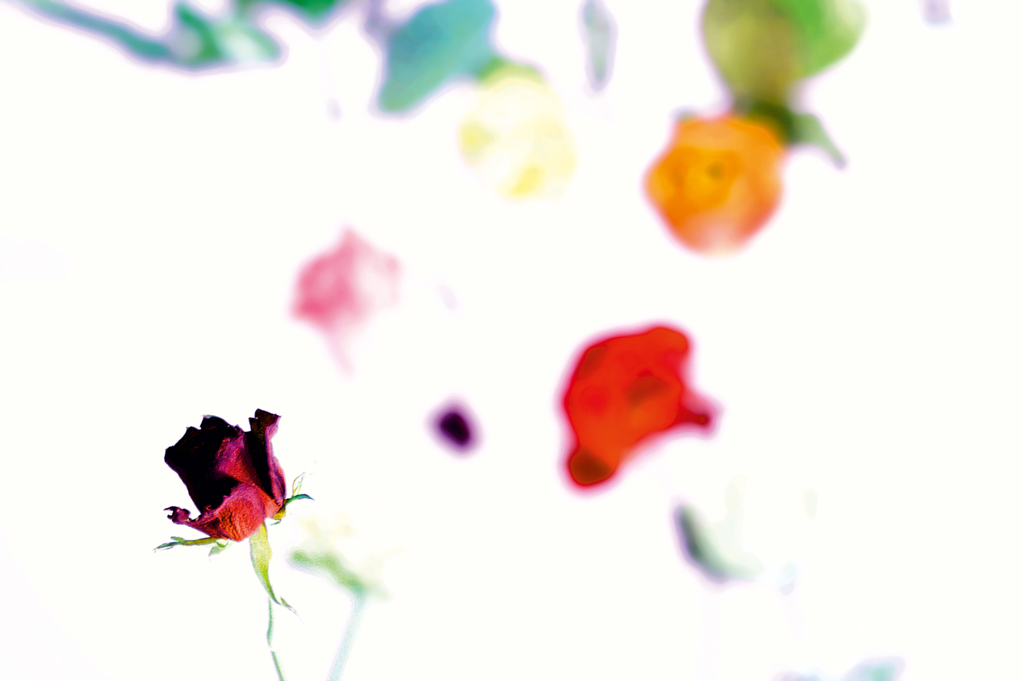 Suspension de Roses - Photographie/photographie - Christophe-Noirot