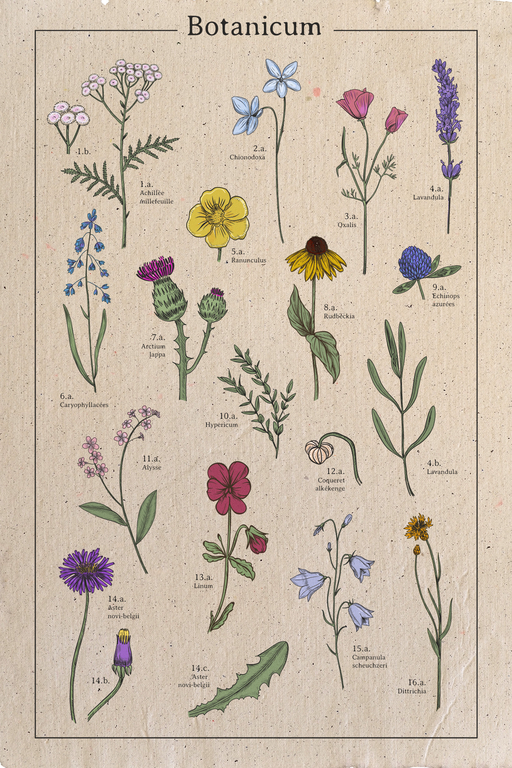 Affiche botanique fleurs - Poster herbier - Déco retro vintage