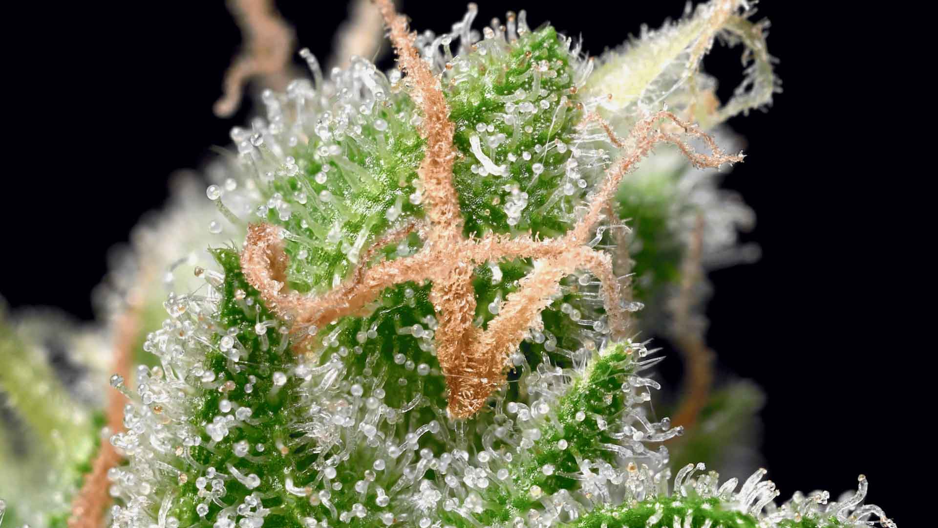 Qu'est-ce que le trichome du cannabis ? Sélection Naturelle