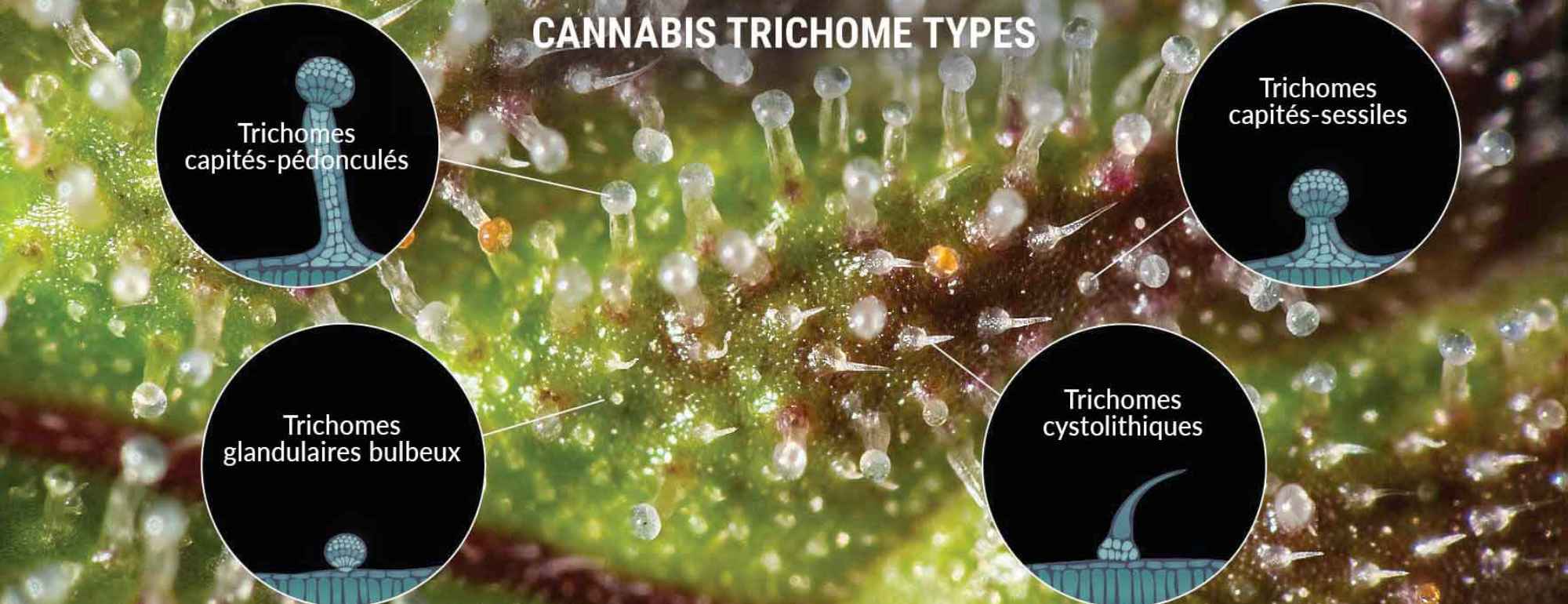 Qu'est-ce que le trichome du cannabis ? Sélection Naturelle