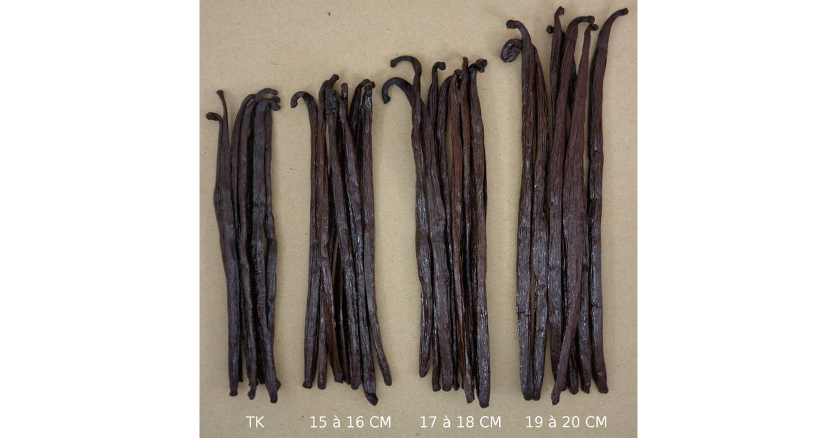 Gousse de Vanille Bourbon Noire Gourmet de Madagascar 20 cm