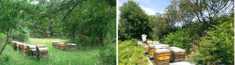 Propolis à Mâcher : antibiotique et antiseptique 100% naturel