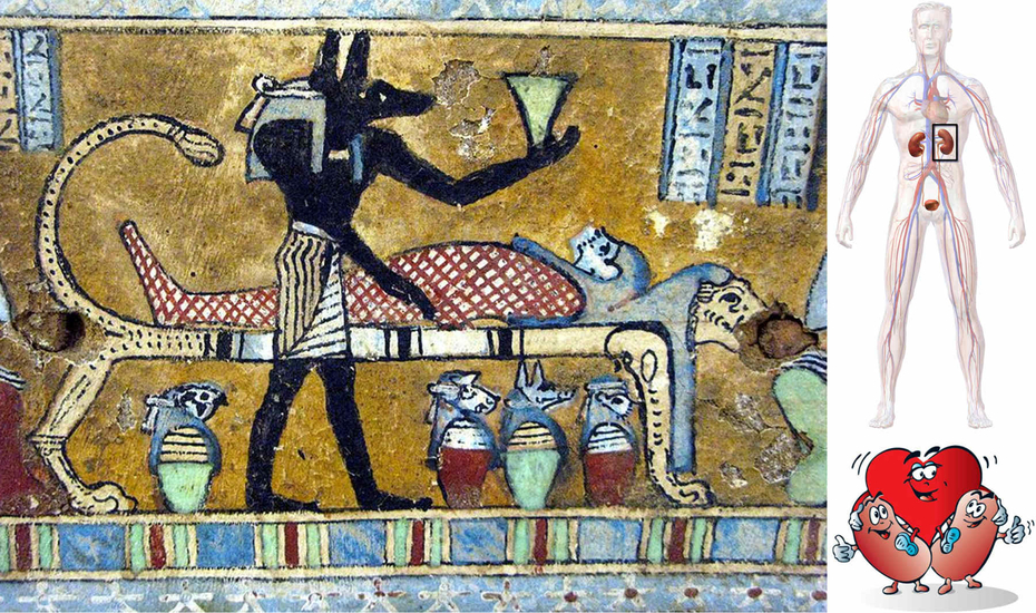 The filtering kidneys of a smart traveler