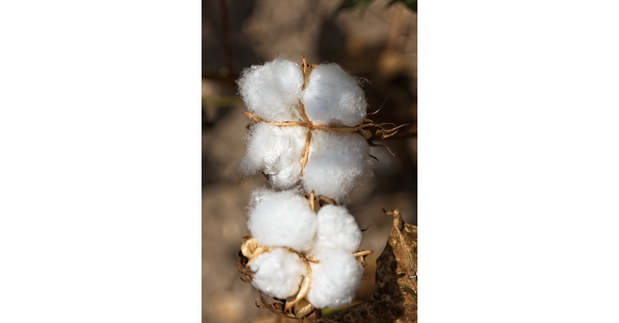 5 avantages du coton biologique par rapport au coton conventionnel ...