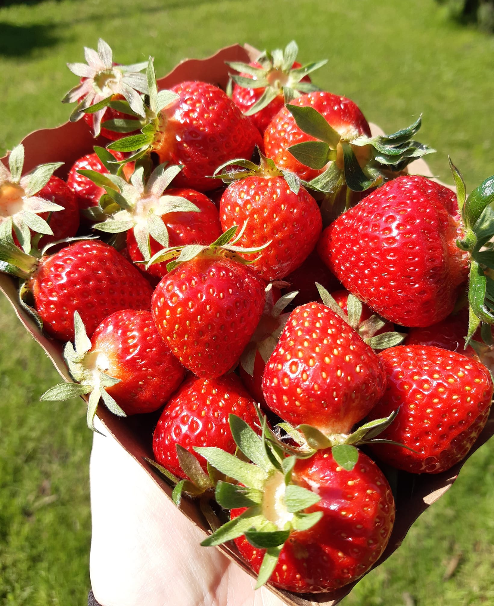 Ô p'tits fruits d'Anne, fruits rouges & gourmandises