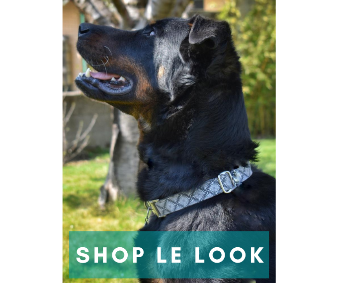 stylidog : accessoires modernes pour chiens stylés.