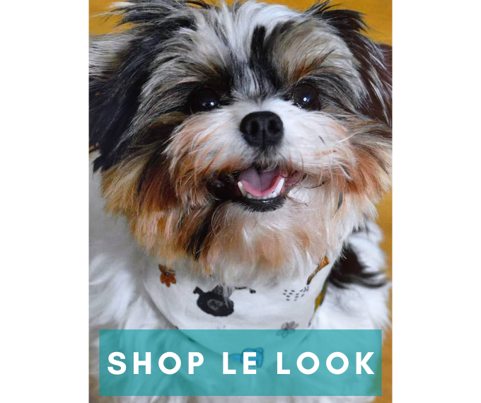 stylidog : accessoires modernes pour chiens stylés.