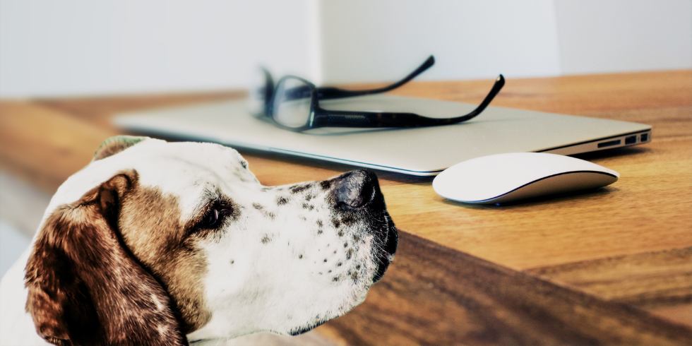 stylidog : accessoires modernes pour chiens stylés.