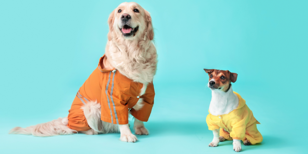 stylidog : accessoire pour chien stylé et pa(w)rent affirmé