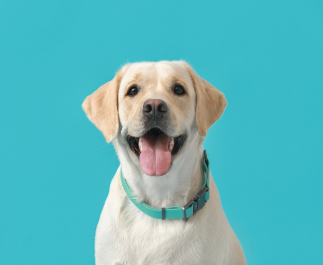 stylidog : accessoire pour chien stylé et pa(w)rent affirmé