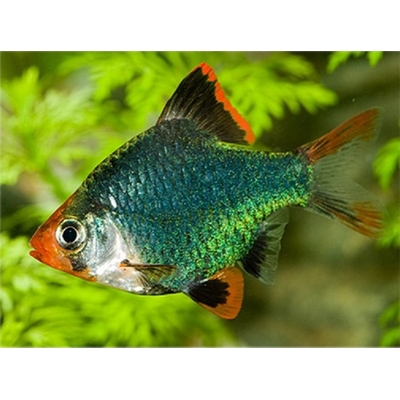 Barbus - Aqualux-Concept