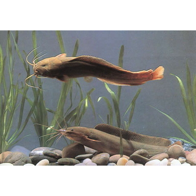 Poisson de fond - Poisson chat - Aqualux-Concept